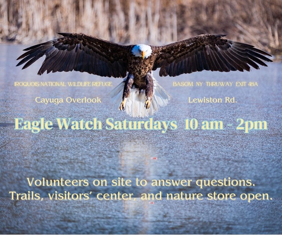 Eagle Watch Saturdays 2024 - Friends of Iroquois National Wildlife Refuge