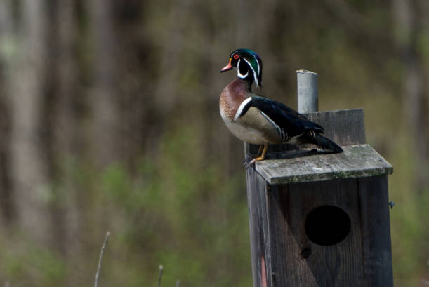 Getting Our Wood Ducks in a Row - Friends of Iroquois National Wildlife ...
